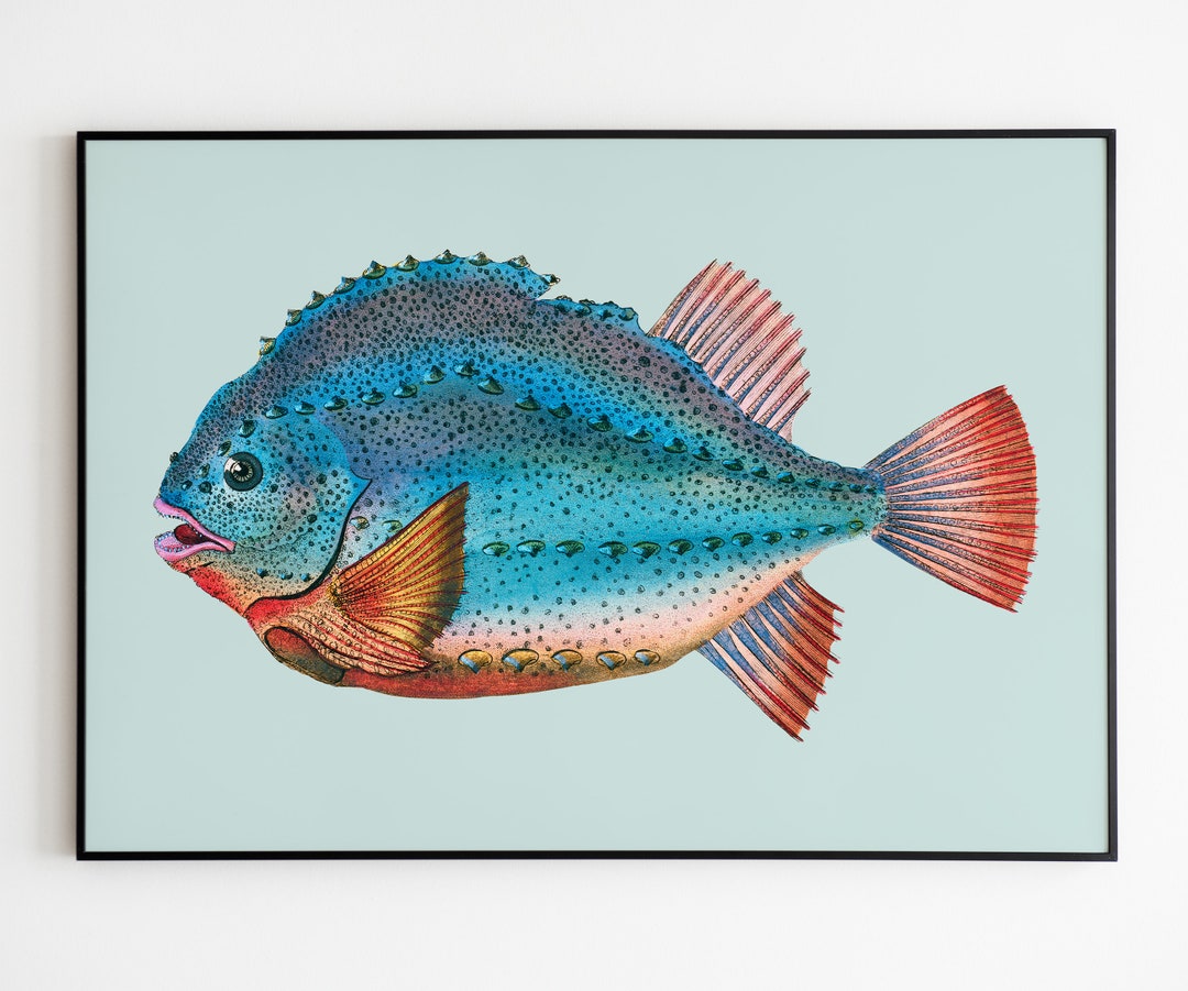 Lumpsucker Fish (cyclopteridae) - Remastered Colourful Bold Vintage ...