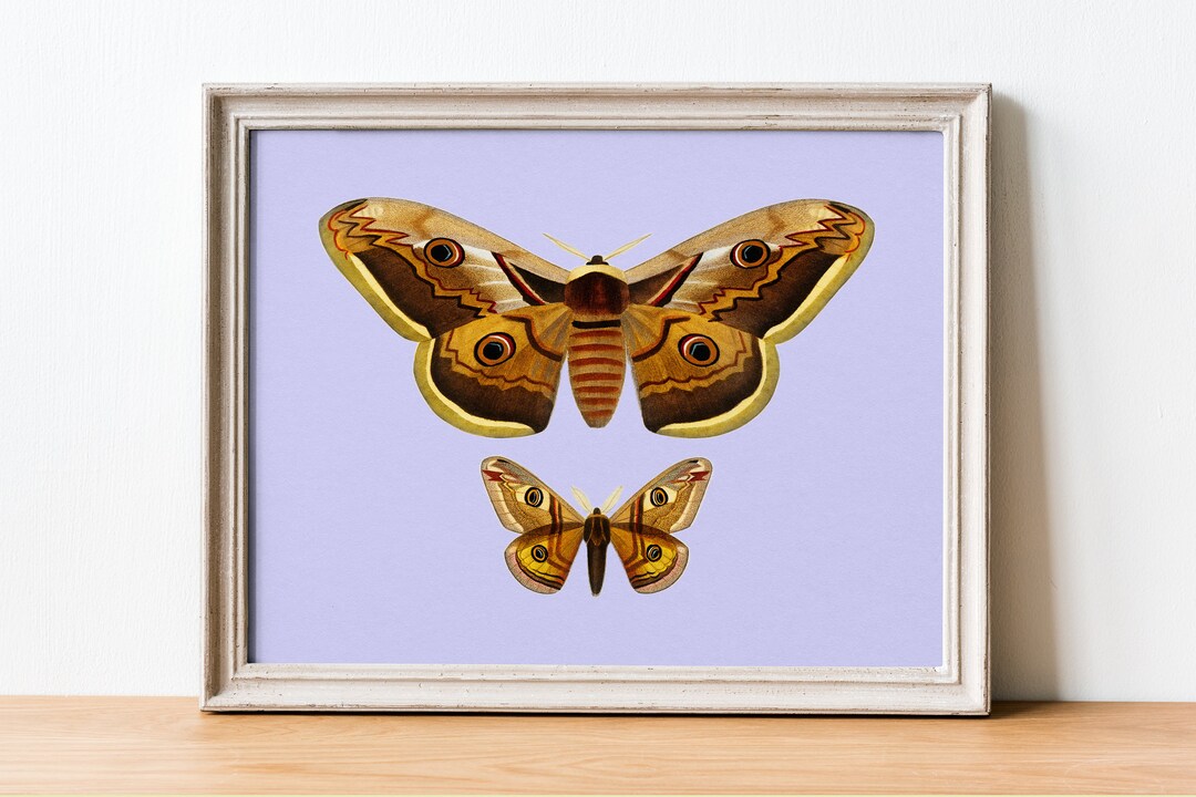 Emperor Moths (atticus Pavonia Major and Minor) - Colourful ...