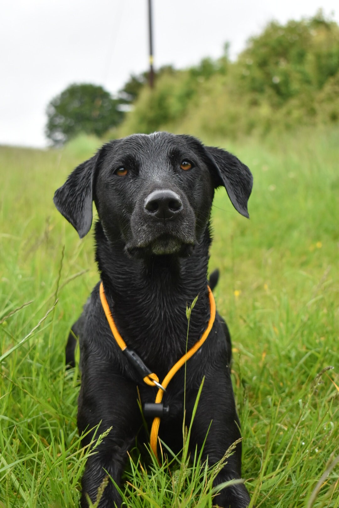 Slip Collar / Grot - House Collar - (NALA) - Etsy