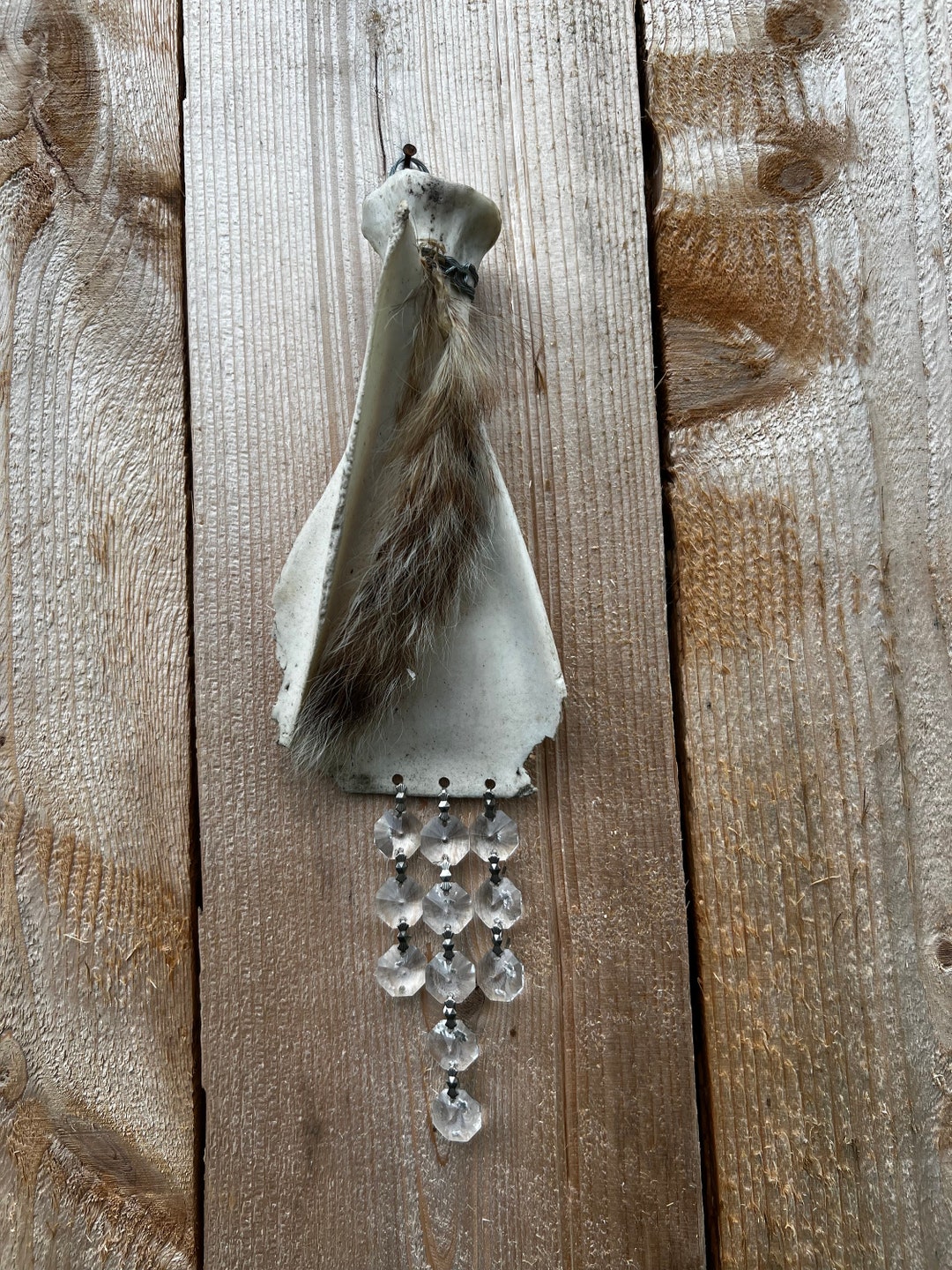 Squirrel Scapula Sun Catcher Bone Wall Hanging - Etsy