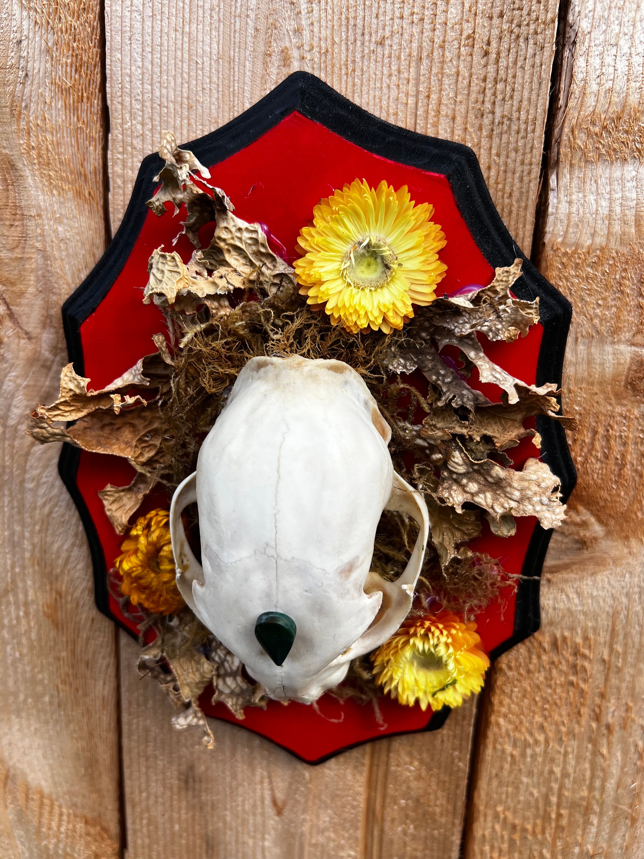 Bobcat Skull Jasper Lichen Mount on Wooden Plaque - Etsy