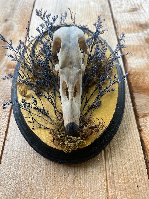 Duck Skull And Crossbones Mount