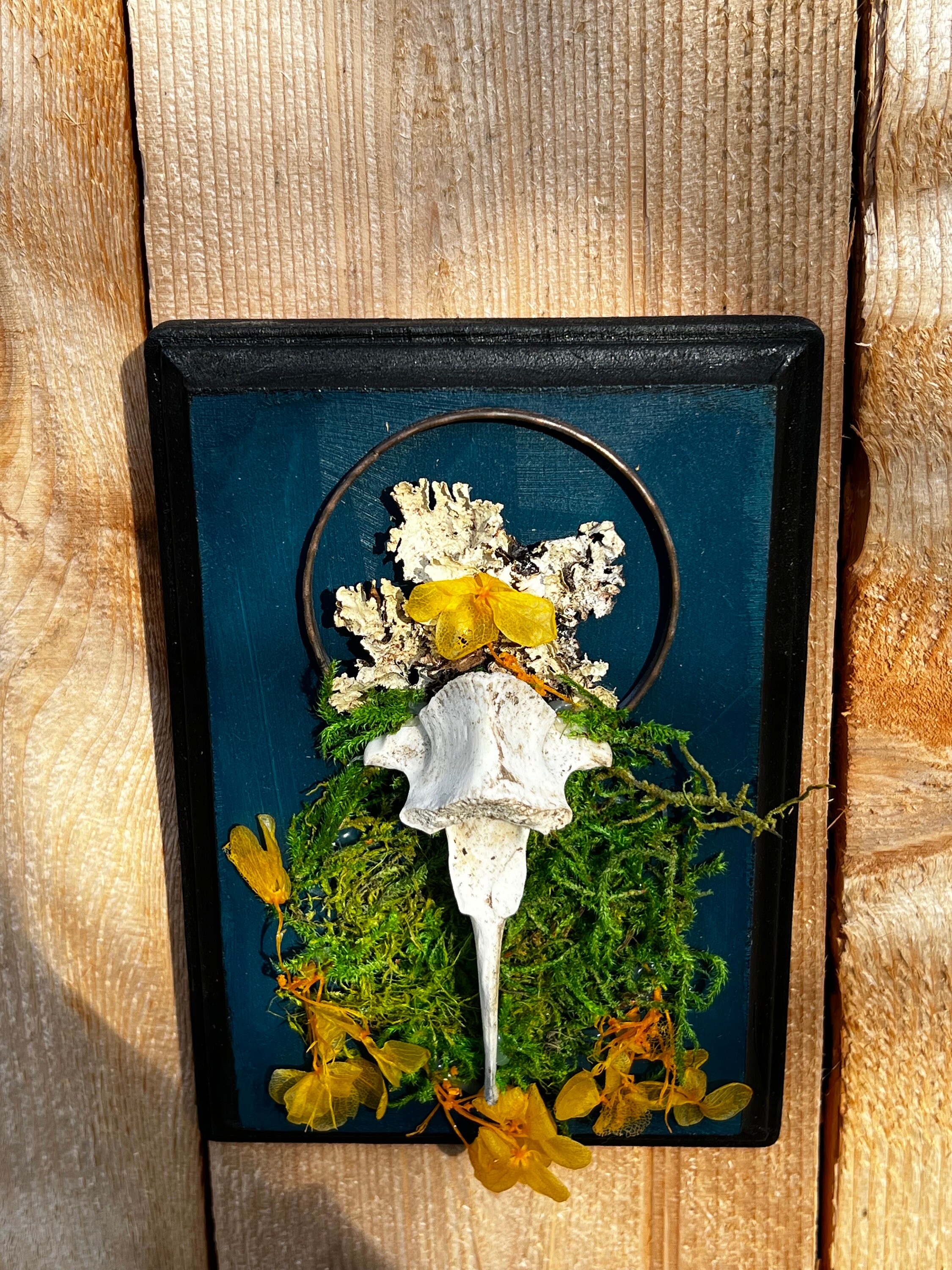 Deer Vertebrae Mount on Blue Wooden Plaque - Etsy
