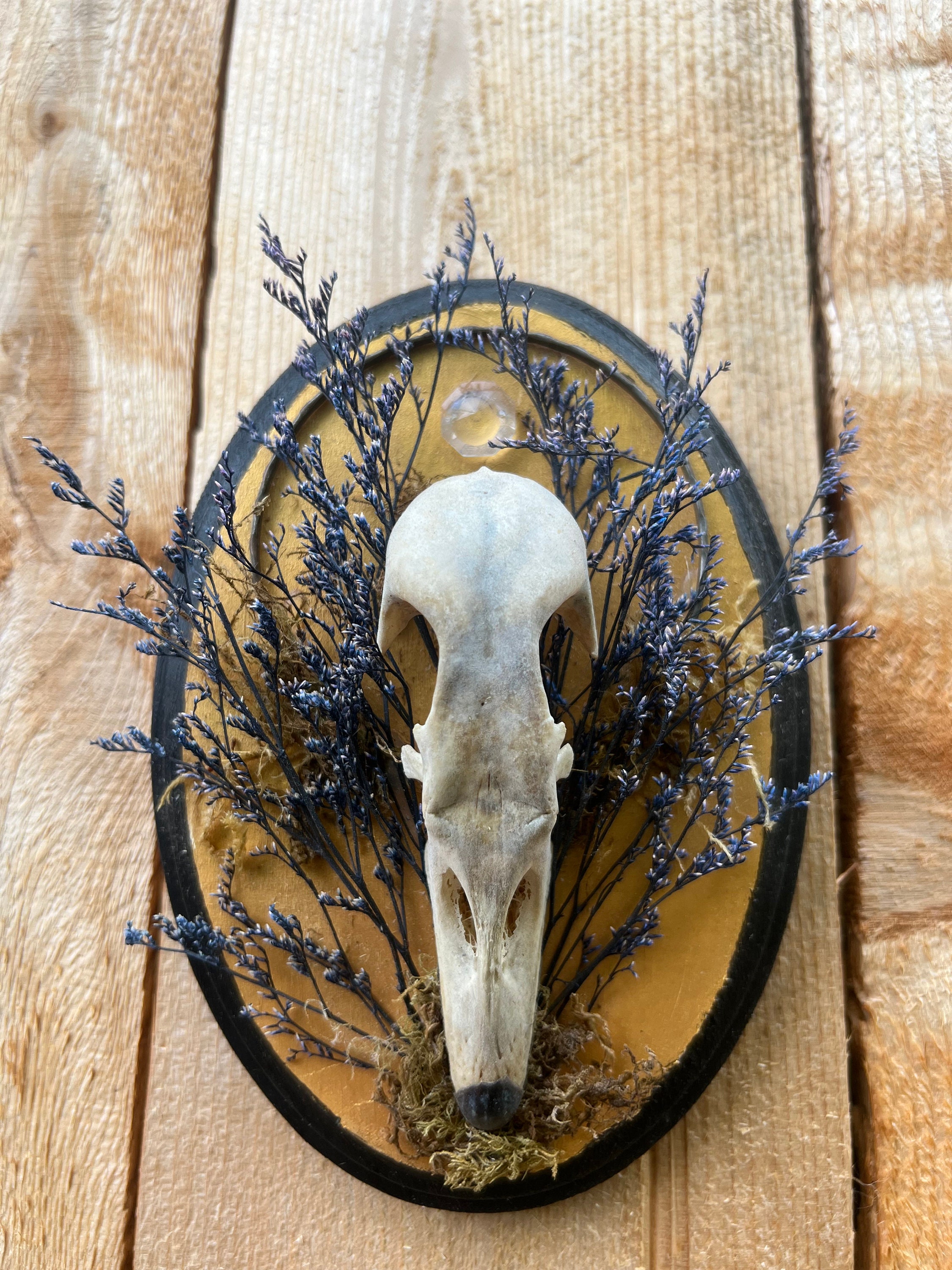Duck Skull And Crossbones Mount