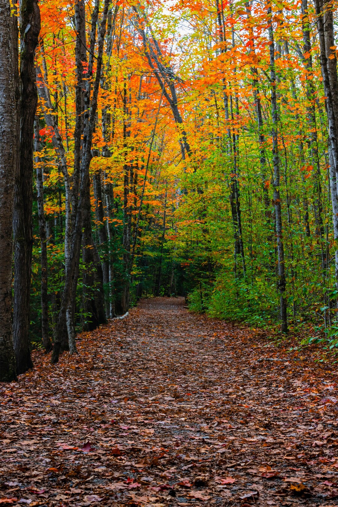 Fall Scenic Picture of a Walking Trail With Beautiful Fall Foliage ...