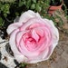 Meredith Hybrid Tea Rose Large Pink Rose - Ship in 5 Inch Pot - Etsy