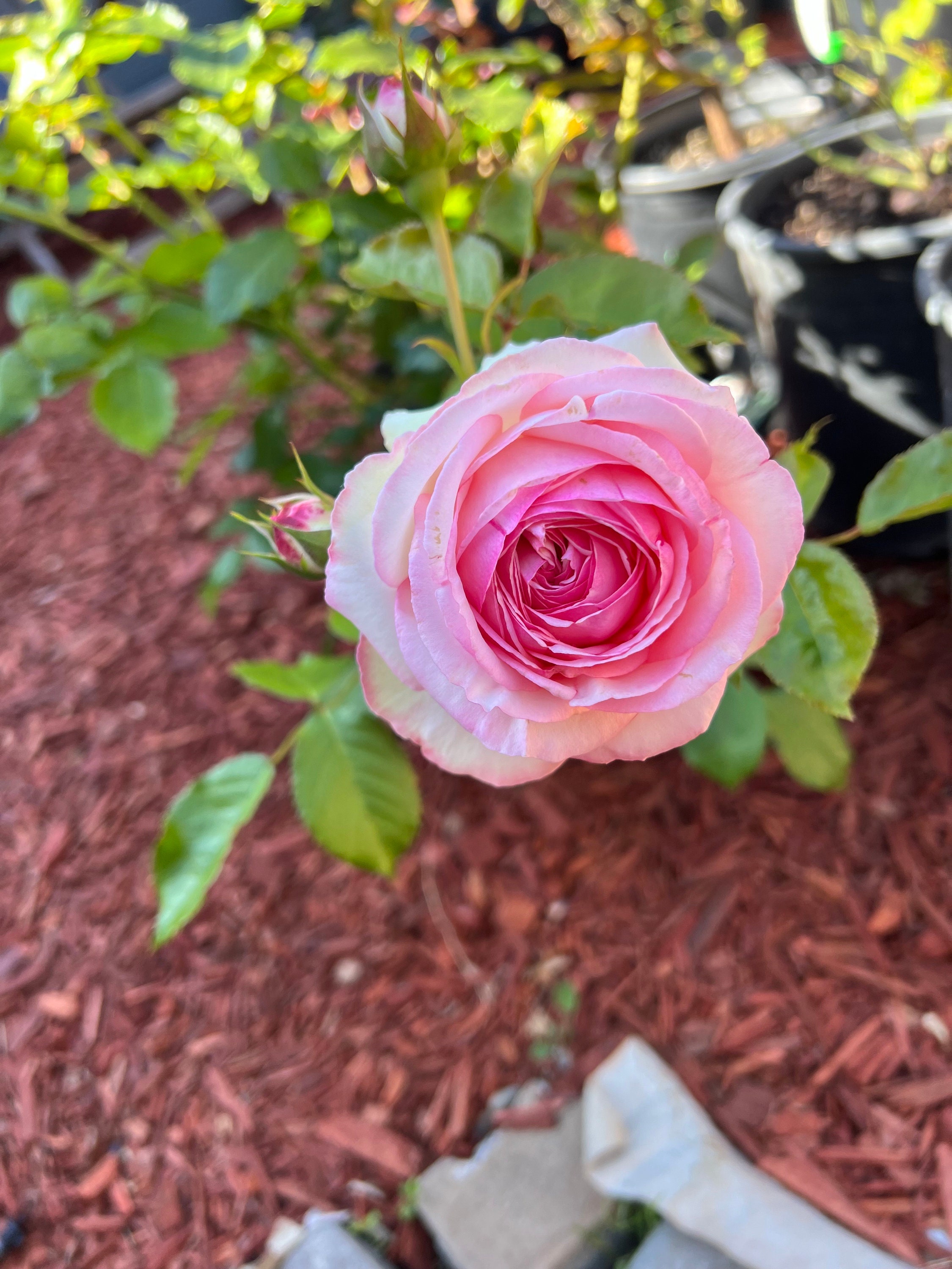 Pink Eden Climbing Rose Eden Climber - Ship in 5 Inch Pot - Etsy
