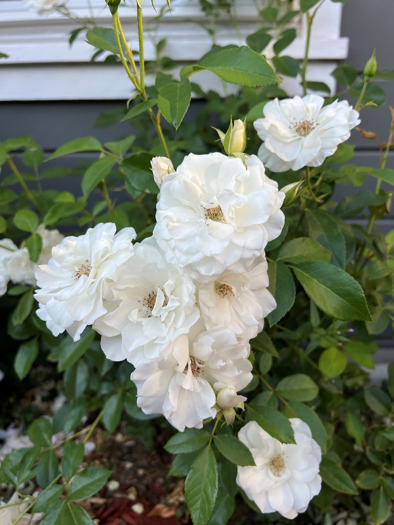 White Shrub Rose Rosa 'iceberg' Plant - CL (climbing) - Etsy