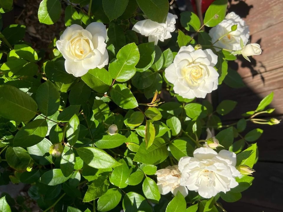 White Shrub Rose Rosa 'iceberg' Plant - CL (climbing) - Etsy