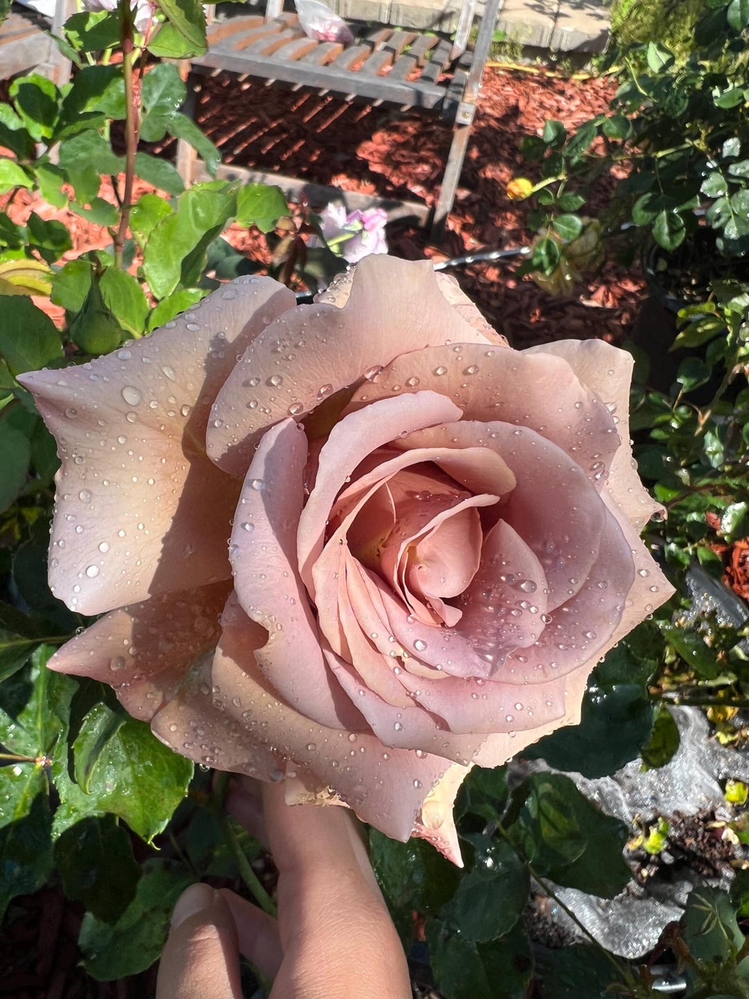 Koko Loko Rose - Ship in 5 Inch Pot - Etsy
