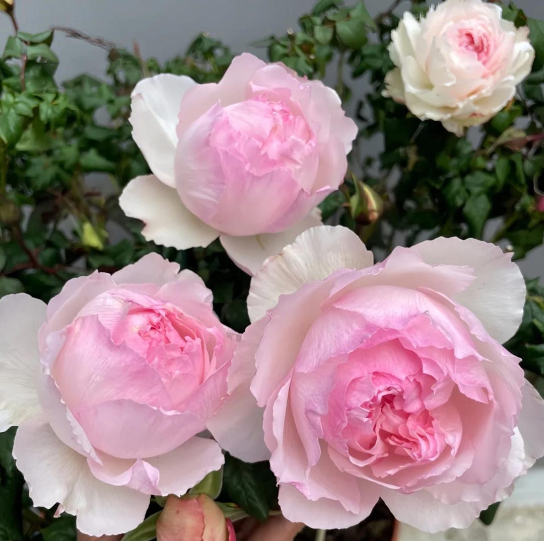 M-perzik Peach Rose Shrub, Strong Fragrance, Live Plant - Etsy