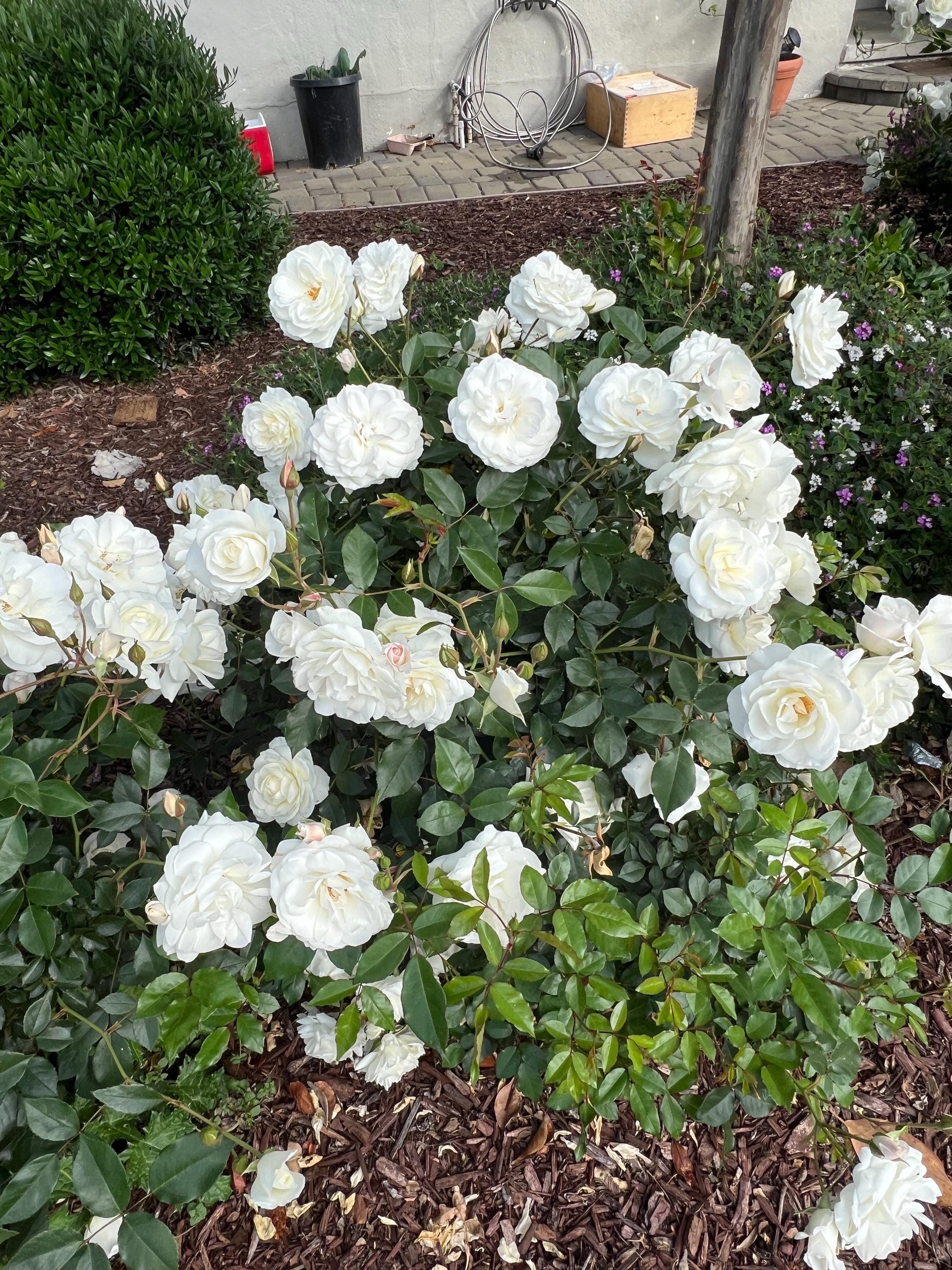 White Shrub Rose Rosa 'iceberg' Plant - CL (climbing) - Etsy