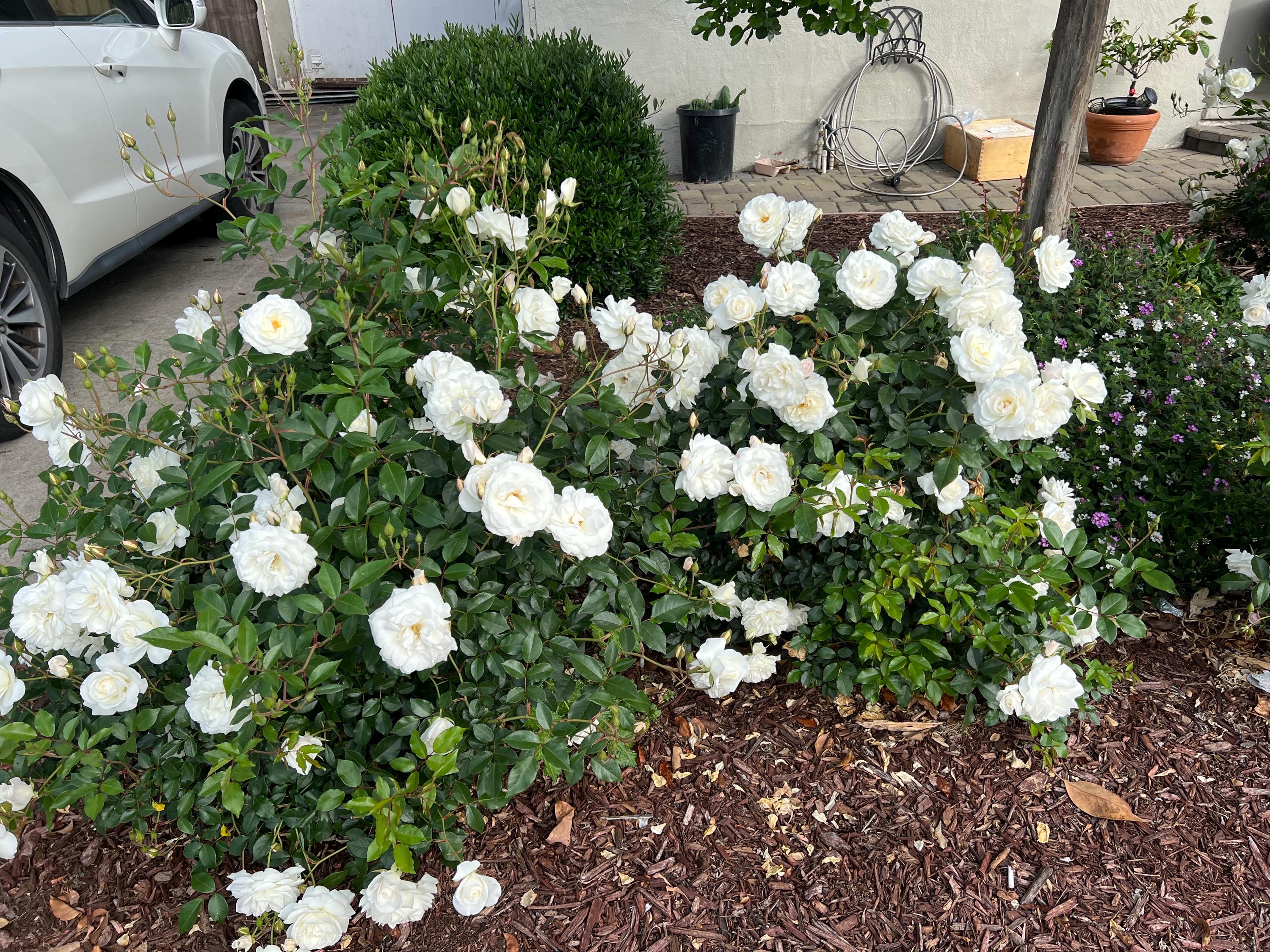 White Shrub Rose Rosa 'iceberg' Plant - CL (climbing) - Etsy