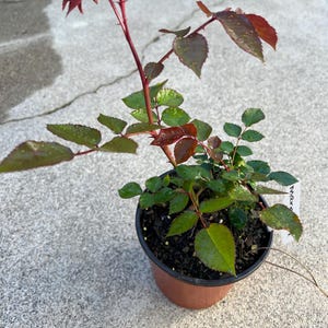 Meredith Hybrid Tea Rose Large Pink Rose - Ship in 5 Inch Pot - Etsy