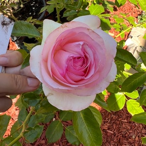 Pink Eden Climbing Rose Eden Climber - Ship in 5 Inch Pot - Etsy