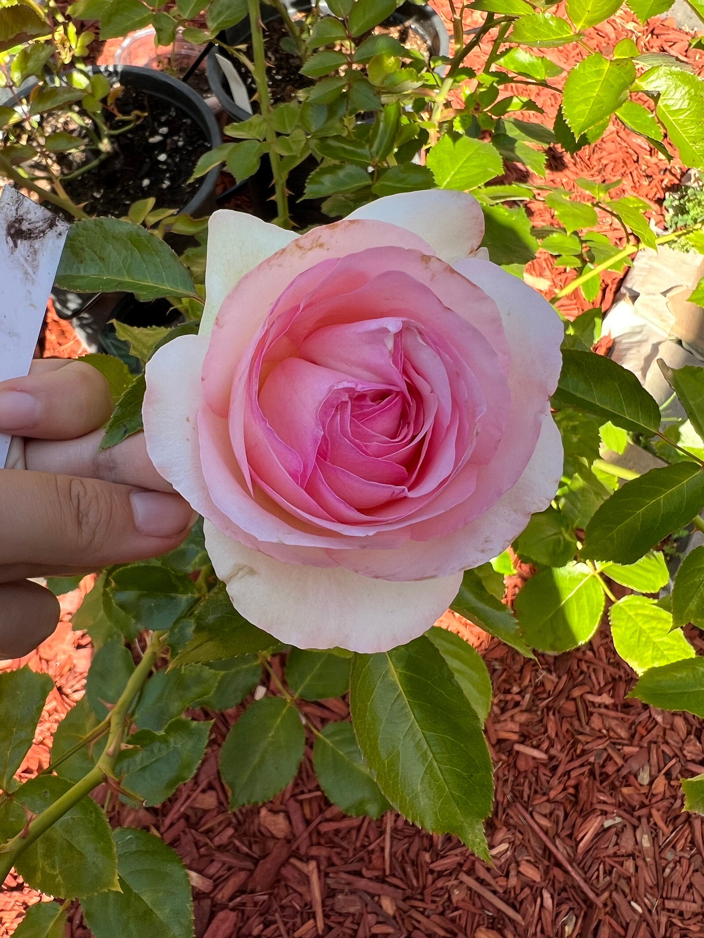 Pink Eden Climbing Rose Eden Climber - Ship in 5 Inch Pot - Etsy
