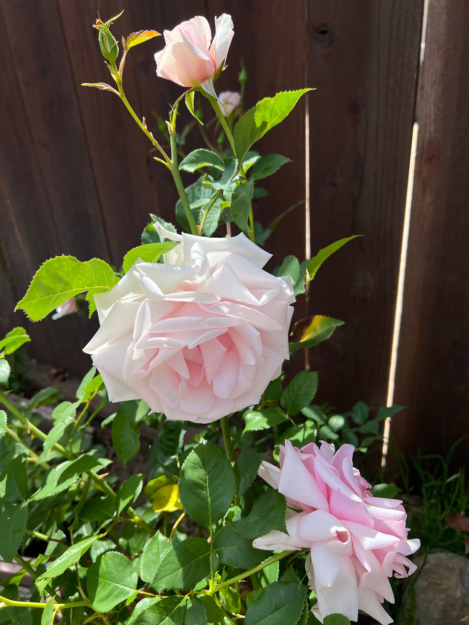 Meredith Hybrid Tea Rose Large Pink Rose - Ship in 5 Inch Pot - Etsy