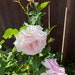 Meredith Hybrid Tea Rose Large Pink Rose - Ship in 5 Inch Pot - Etsy