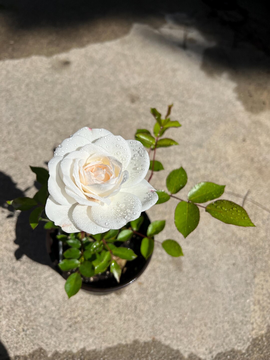 White Shrub Rose Rosa 'iceberg' Plant - CL (climbing) - Etsy