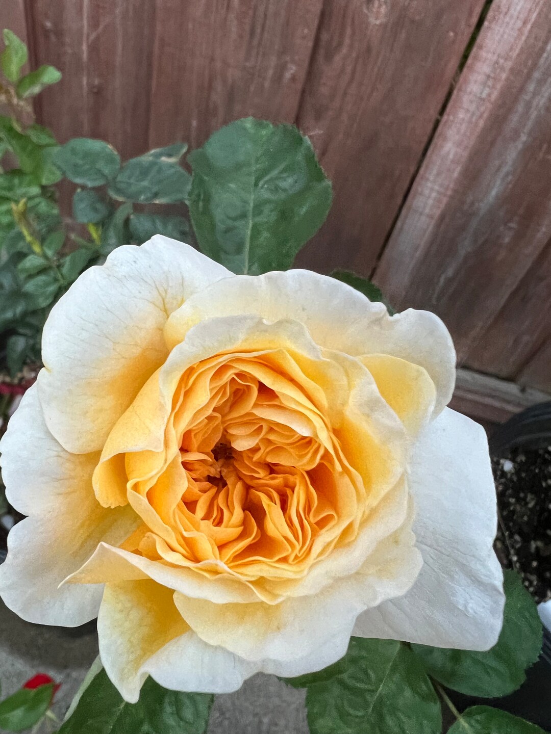 Yellow Rose Moonlight Romantica Rose Hybrid Tea Rose - Etsy