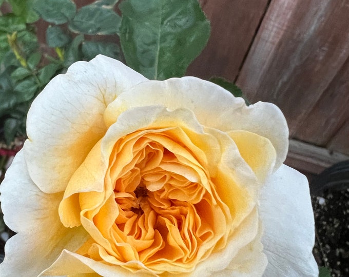 Rose Jise US Seller 霁色 1 Gallon - Etsy