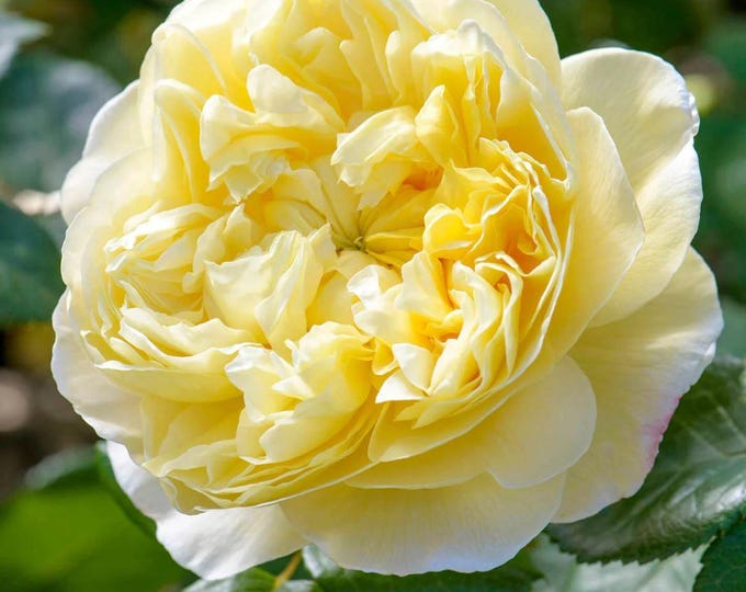 Rose “austew” English Florists Rose Ownroot Plant, 1 Gallon - Etsy