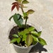 Meredith Hybrid Tea Rose Large Pink Rose Ship in 5 Inch Pot - Etsy