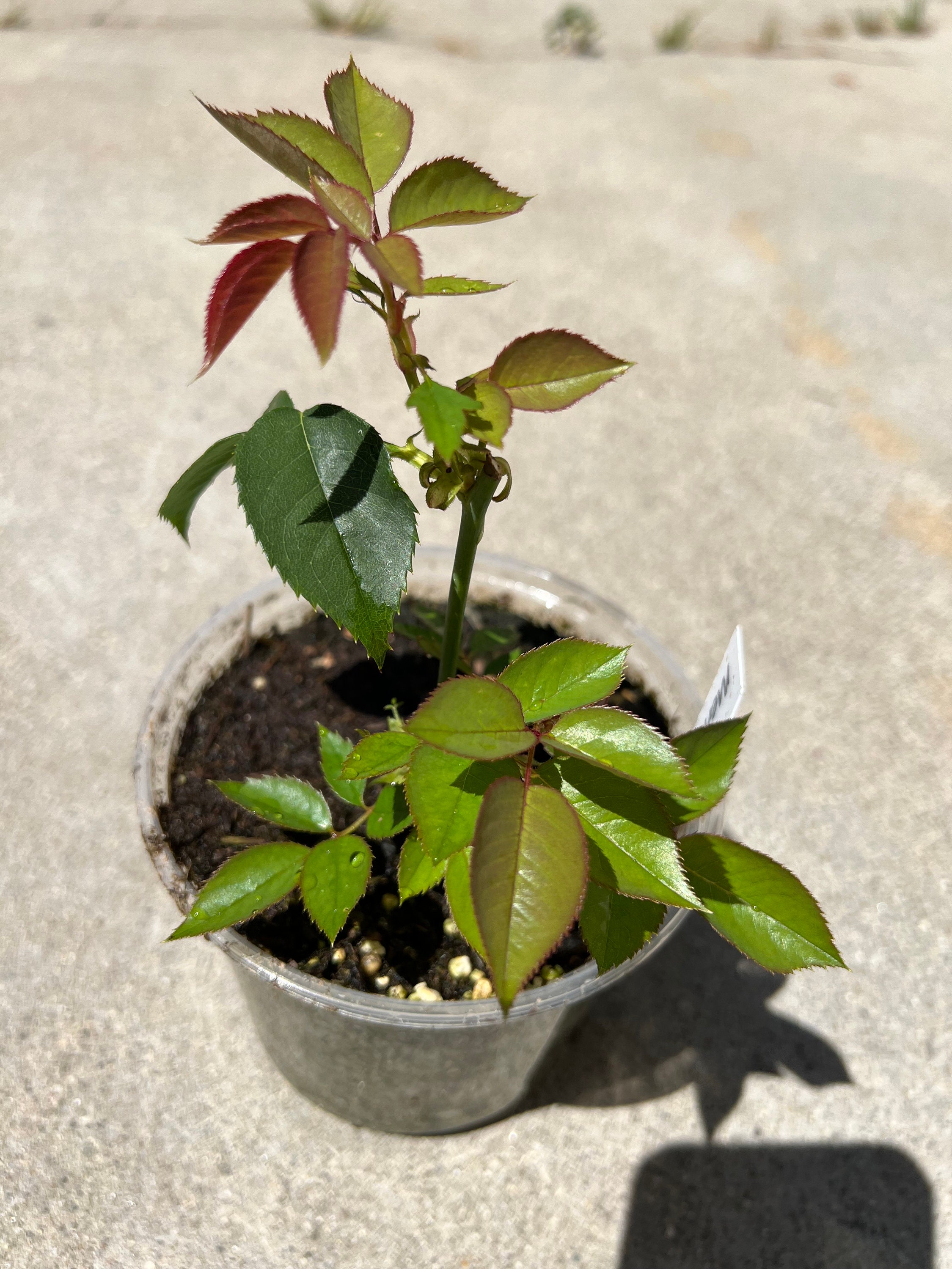 Meredith Hybrid Tea Rose Large Pink Rose Ship in 5 Inch Pot - Etsy