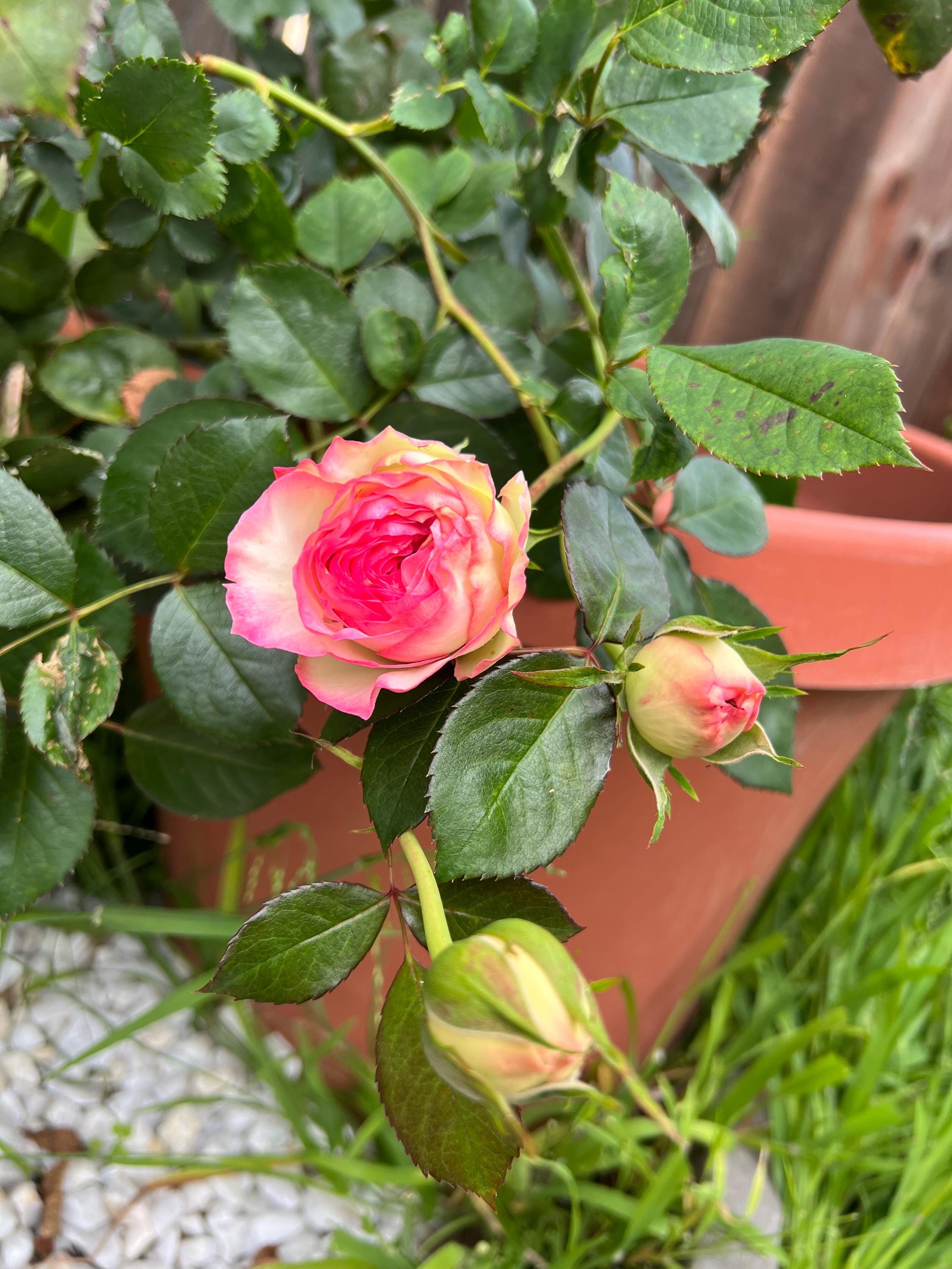 Pink Eden Climbing Rose Eden Climber - Ship in 5 Inch Pot - Etsy