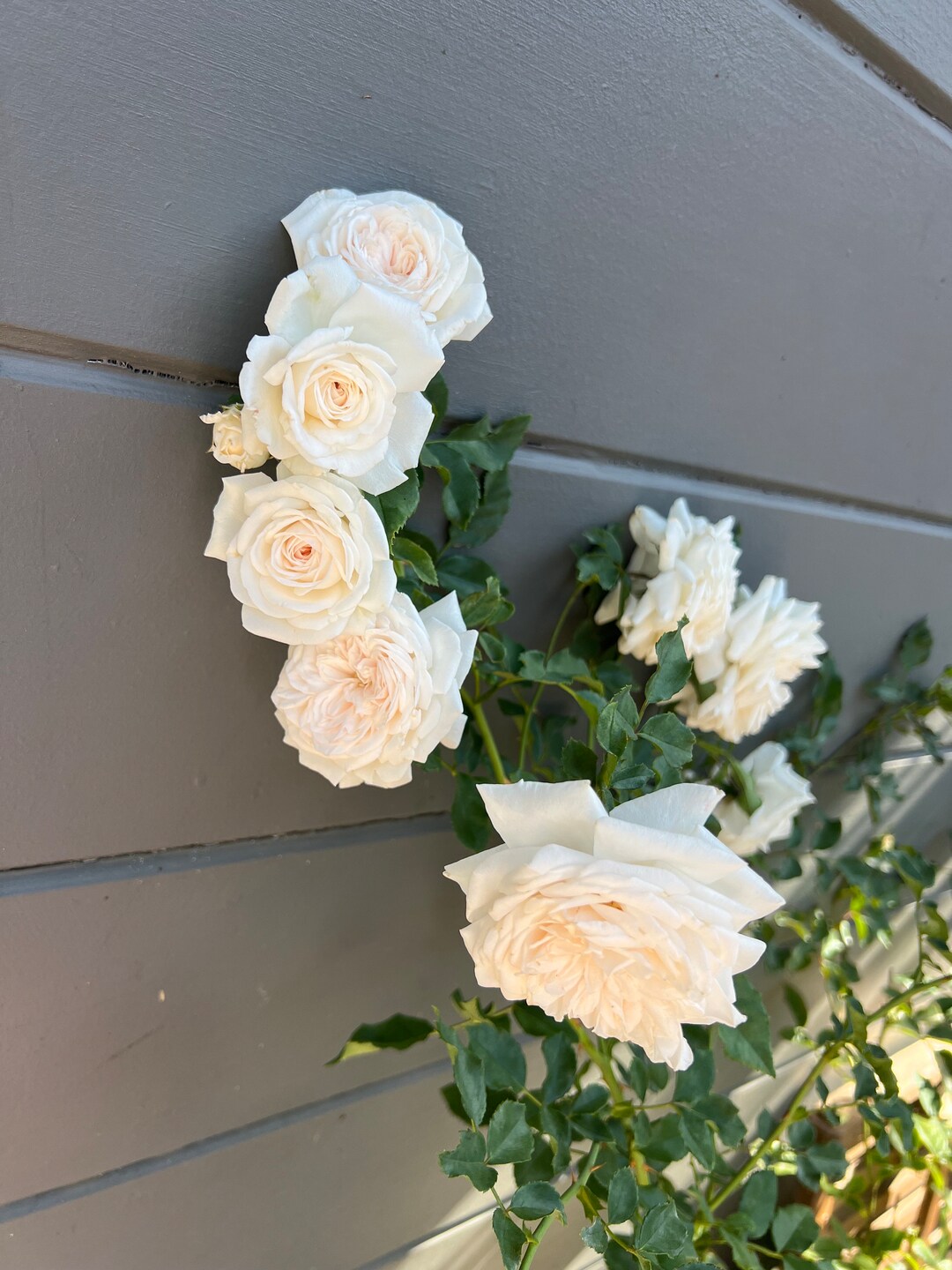 Honey Moon Climbing Rose - Etsy