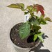 Meredith Hybrid Tea Rose Large Pink Rose Ship in 5 Inch Pot - Etsy
