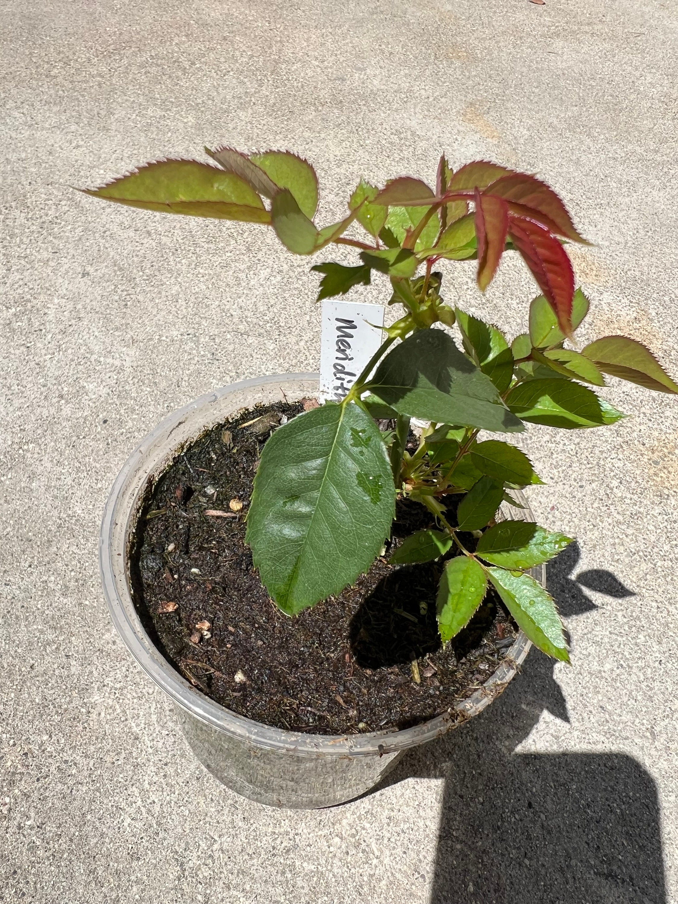 Meredith Hybrid Tea Rose Large Pink Rose Ship in 5 Inch Pot - Etsy