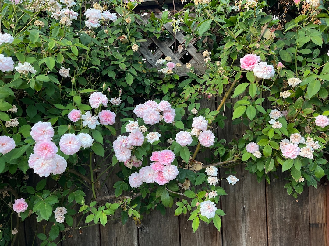 Pink Rose Climbing Rose Cecile Brunner - Etsy