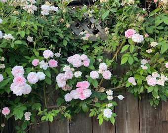 Climbing Rose 'cecile Brunner' Rosa Live Plant Perennial Flowering ...