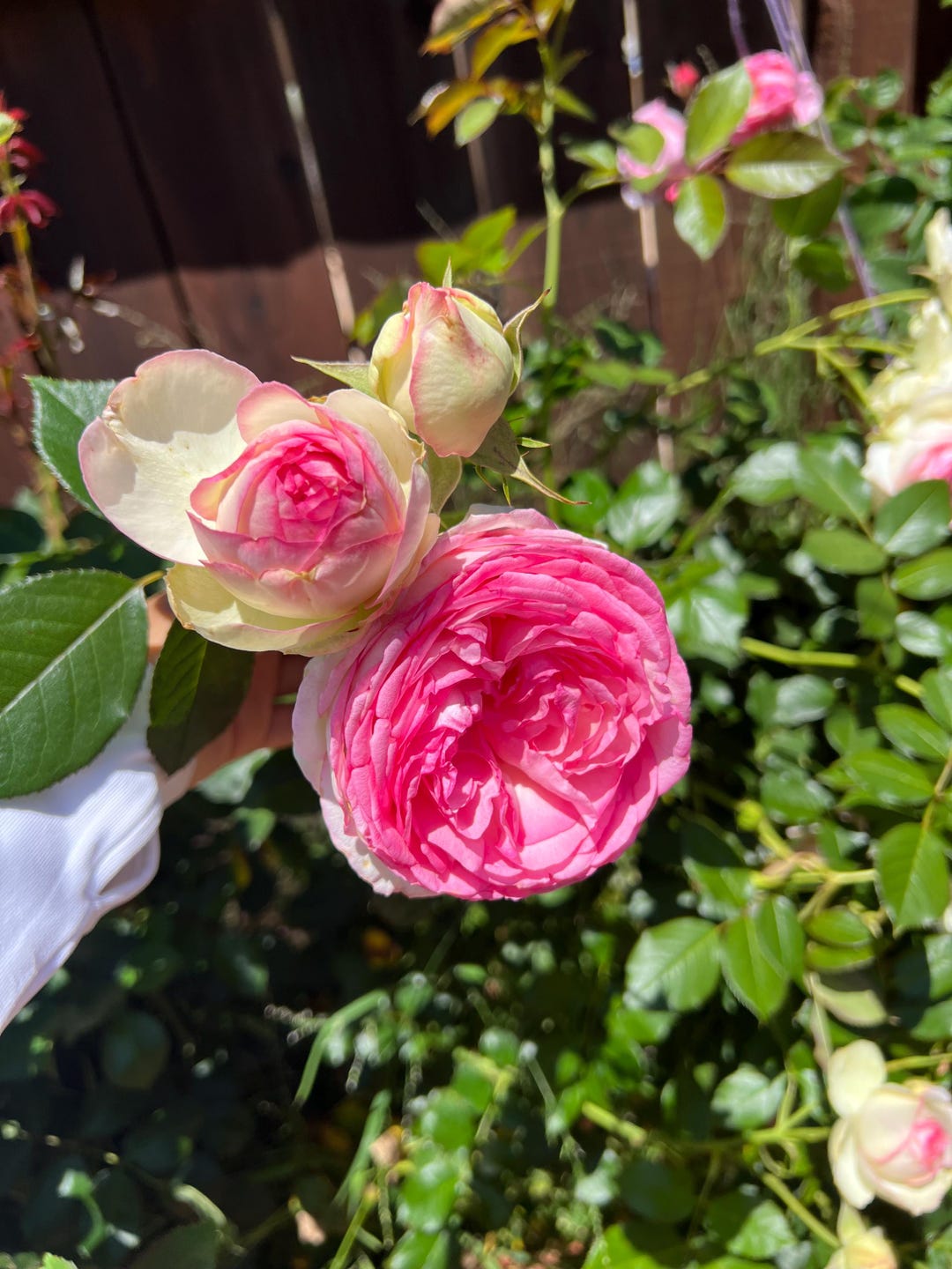 Pink Eden Climbing Rose Eden Climber - Ship in 5 Inch Pot - Etsy