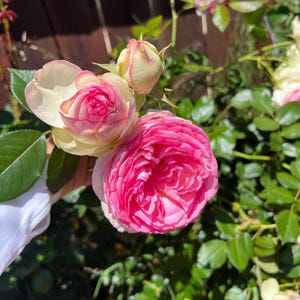 Pink Eden Climbing Rose Eden Climber - Ship in 5 Inch Pot - Etsy