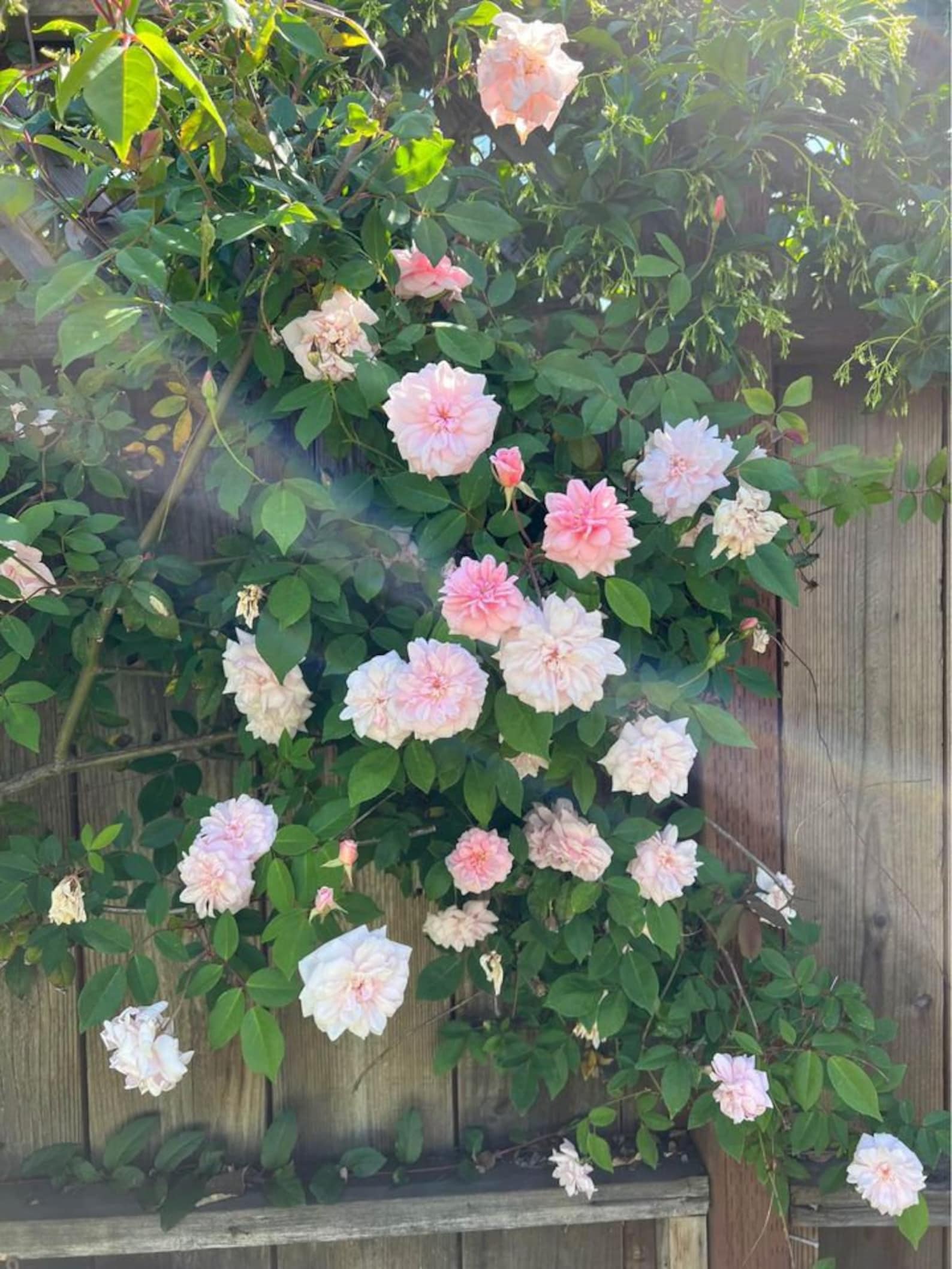 Pink Rose Climbing Rose Cecile Brunner - Etsy