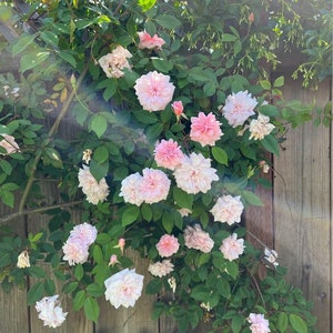 Pink Rose Climbing Rose Cecile Brunner - Etsy