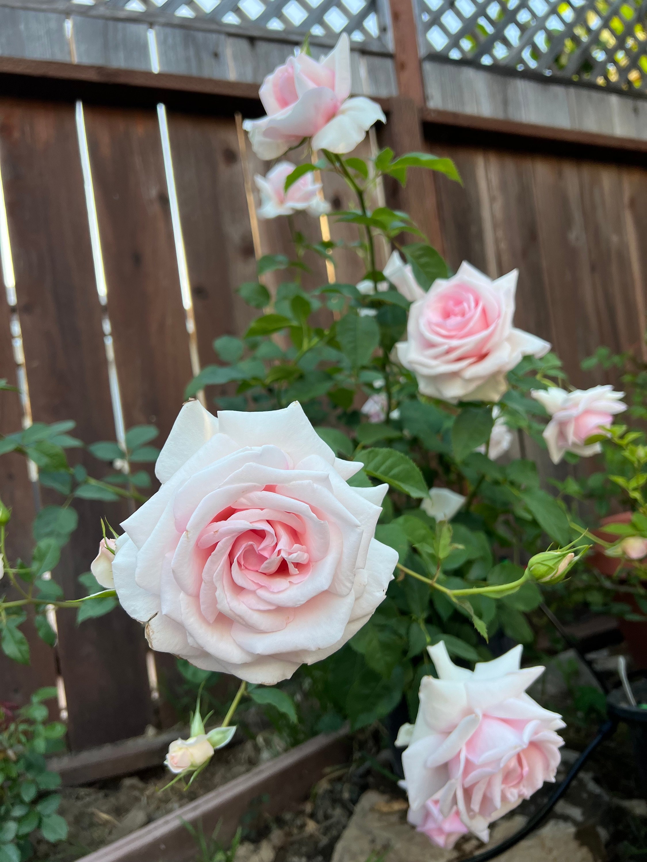 Meredith Hybrid Tea Rose Large Pink Rose - Ship in 5 Inch Pot - Etsy