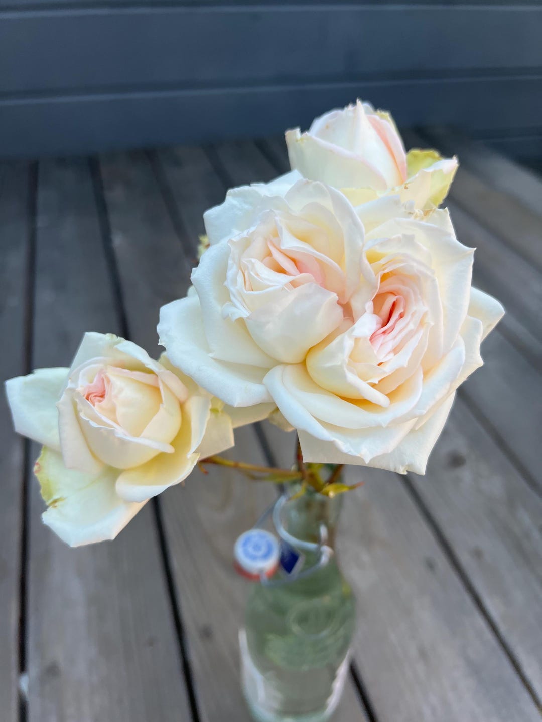 Cream Colored Rose Parfuma Madame Anisette Rose, Madame De La Vallière ...