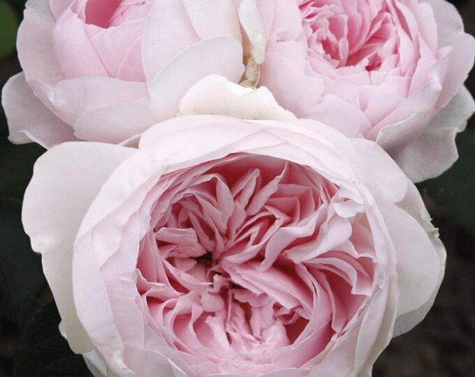 Autumn Rouge | 秋日胭脂 | Japanese Florist Shrub Rose | Red Blooms ...