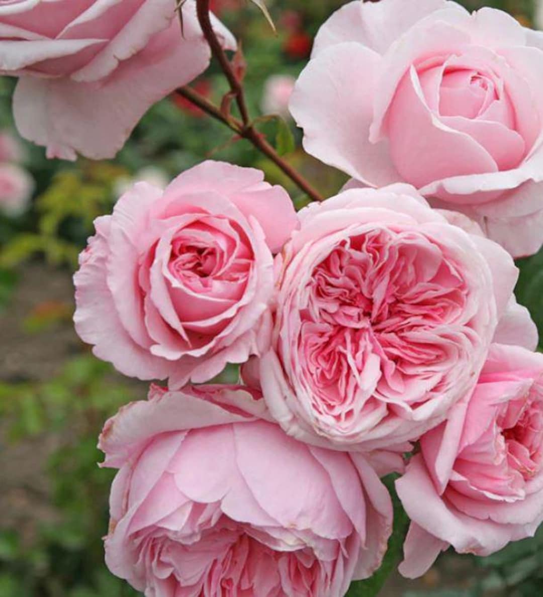 Kiss Me Kate Climbing Rose - Etsy