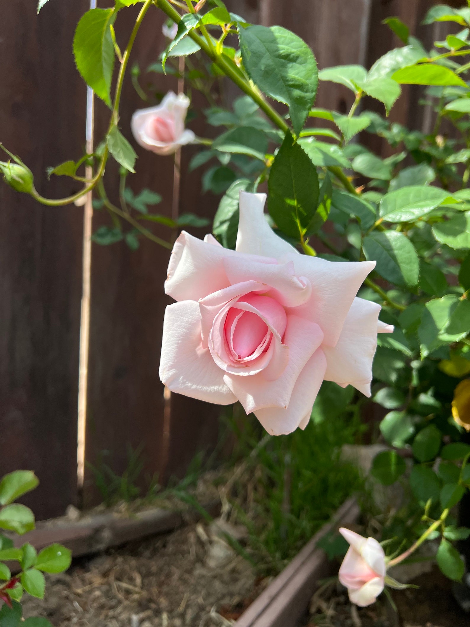 Meredith Hybrid Tea Rose Large Pink Rose - Ship in 5 Inch Pot - Etsy