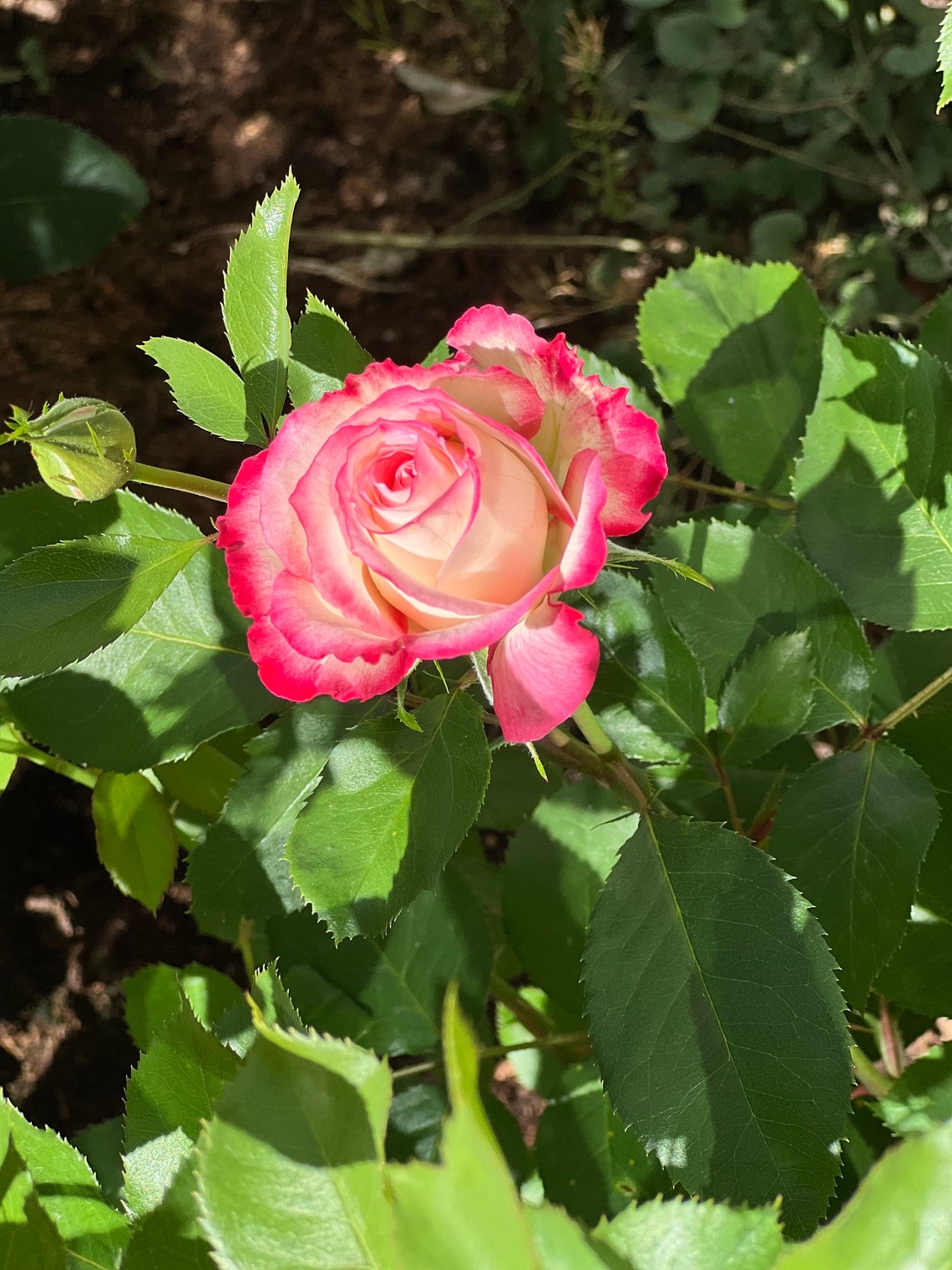 Cherry Parfait Rose Plant - Ship in 5 Inch Pot - Etsy