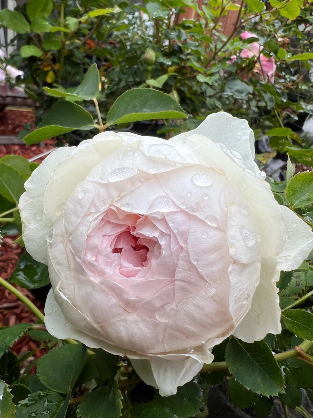 Parfuma Earth Angel Rose Plant - Ship in 5 Inch Pot - Etsy