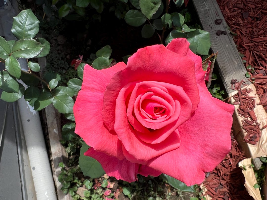 Fragrant Cloud Rose Coral Color Rose - Etsy