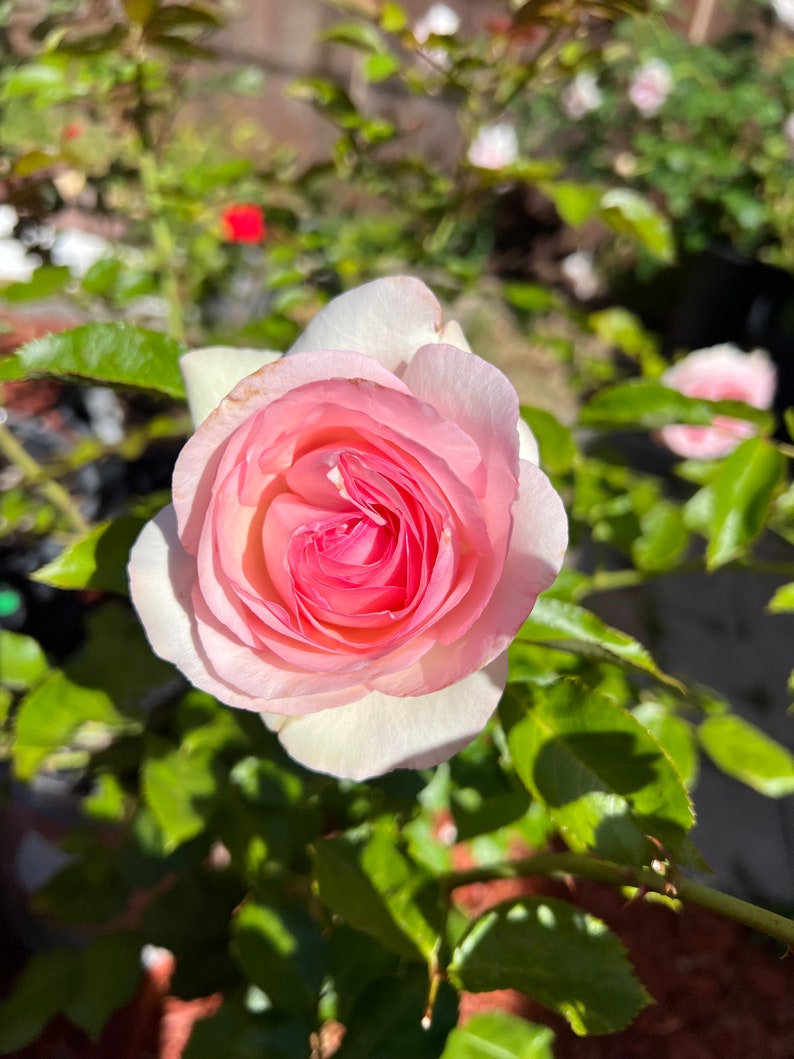 Pink Eden Climbing Rose Eden Climber - Ship in 5 Inch Pot - Etsy