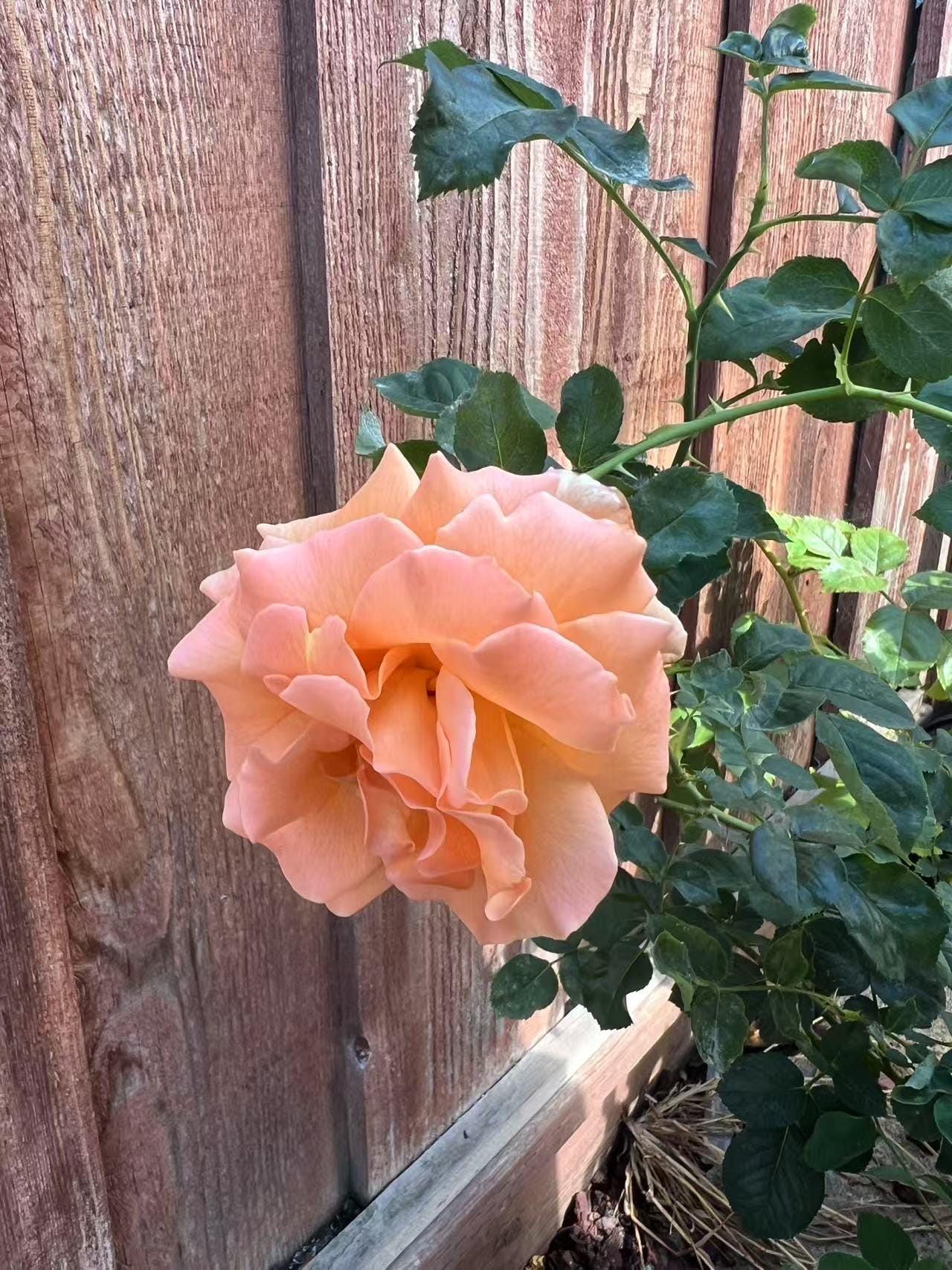 Polka Climbing Rose Plant - Ship in 5 Inch Pot - Etsy