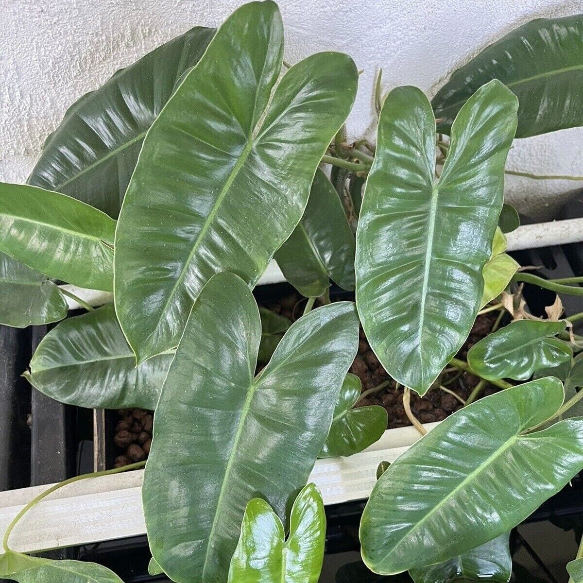 Burle Marx Philodendron philodendron Burle-marxii Live Plant - Etsy