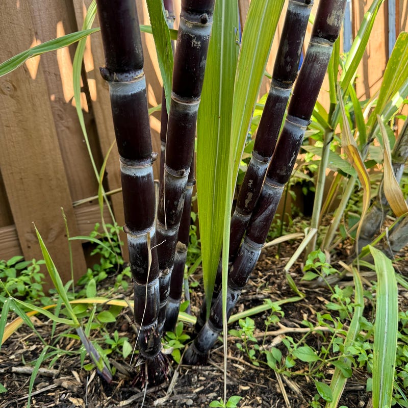 Cane - Etsy